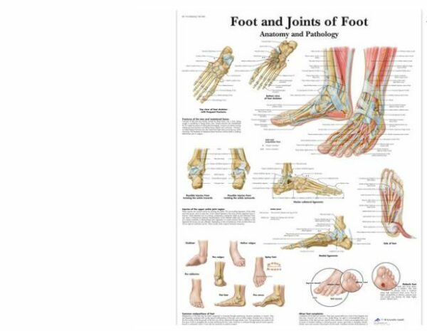 Foot and Joints of Foot Chart – Anatomy and Pathology – Physio Needs