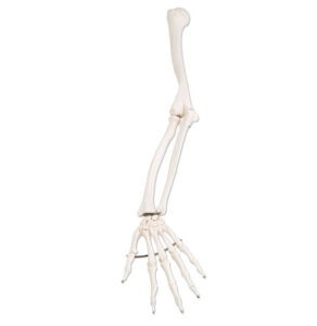 Arm Skeleton, Left or Right, Anatomical Bone Model – Physio Needs