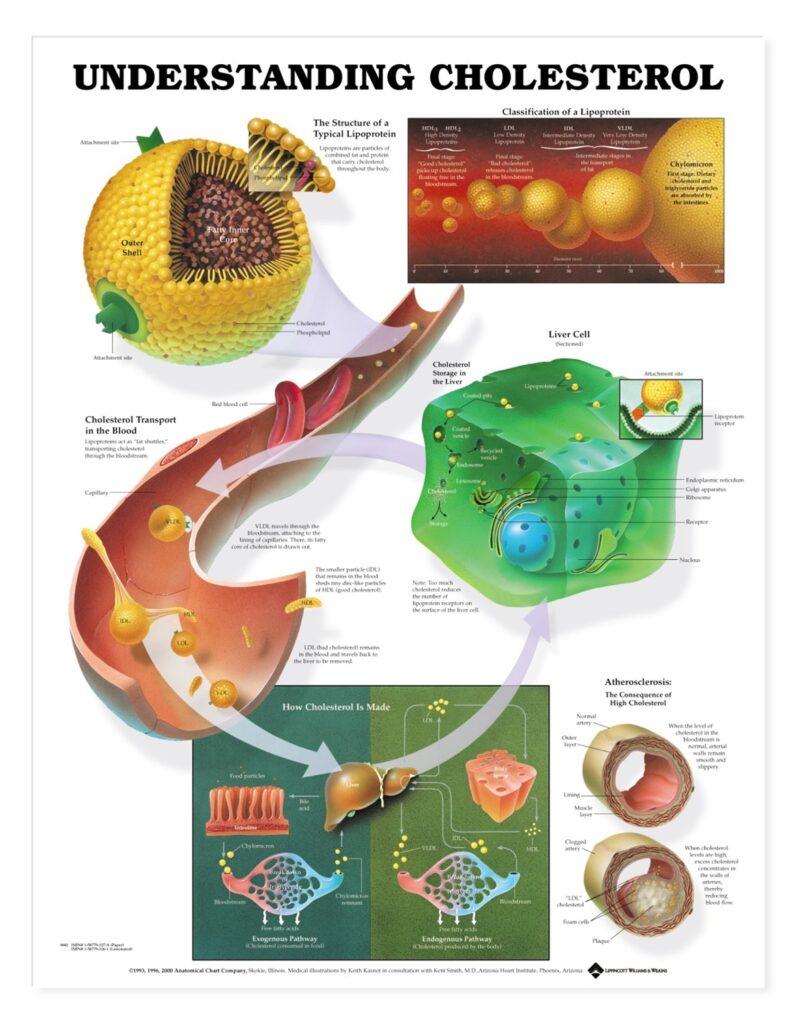 Understanding Cholesterol Anatomical Chart – Physio Needs